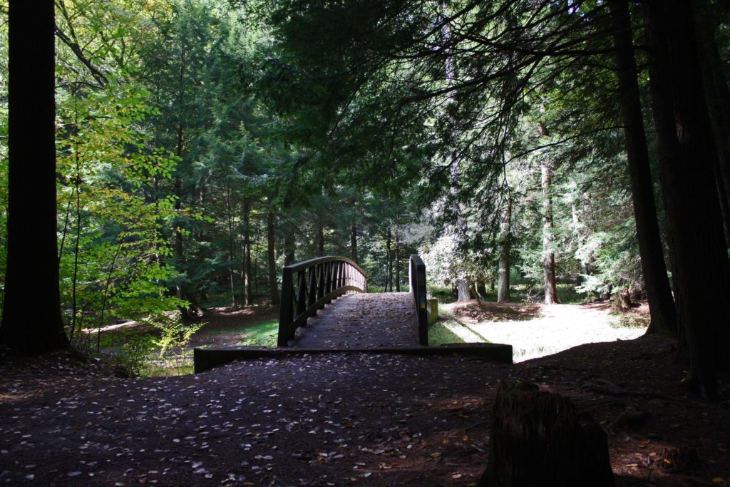 Things to Do in Cook Forest – Cook Forest Cabins